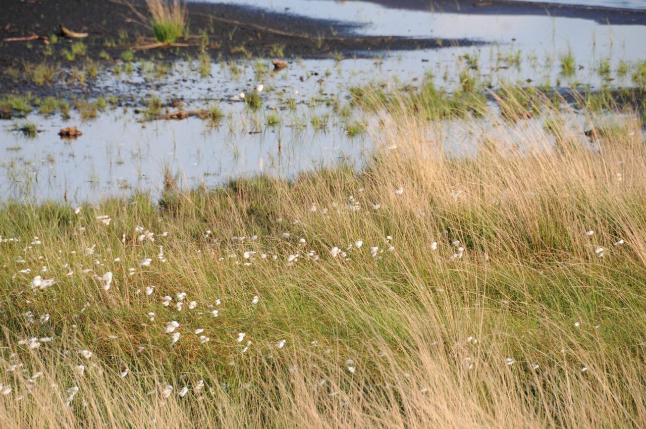 Interreg NWE Buffer+ project - BeeOdiversity